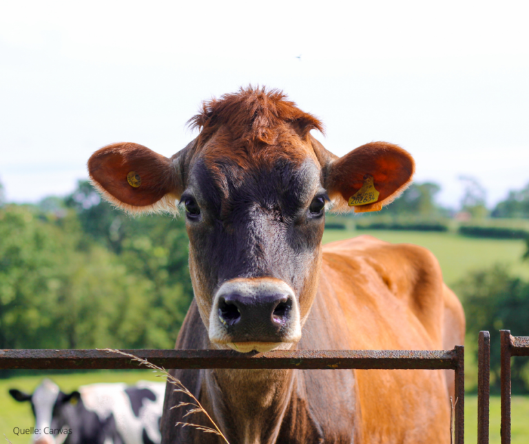 Tiere essen. Meine Begegnung mit Kalotta | Montags-Impulse